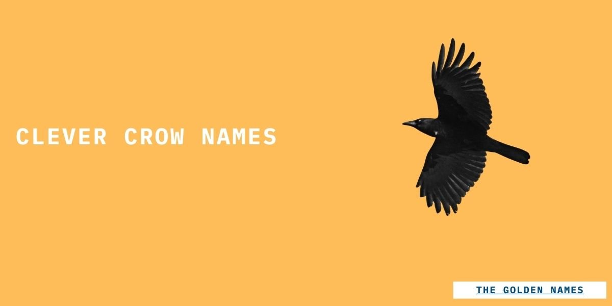 700+ Crow Names: Funny, Catchy, Mythical and Famous Names