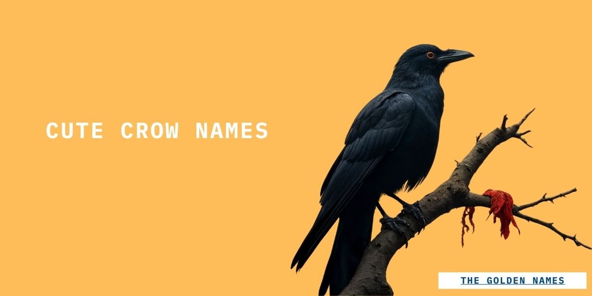 700+ Crow Names: Funny, Catchy, Mythical and Famous Names