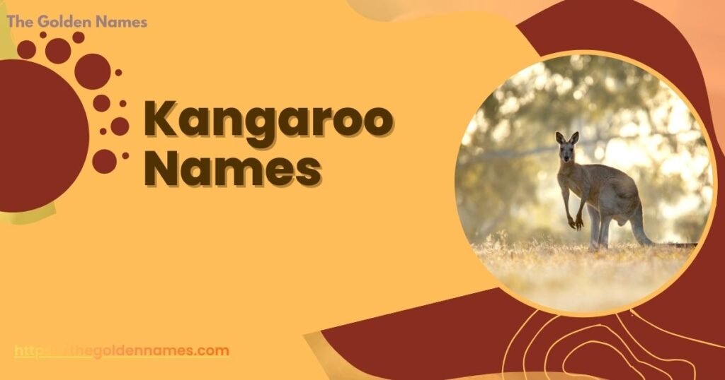 440+ Best Kangaroo Names: Funny, Cute & Famous