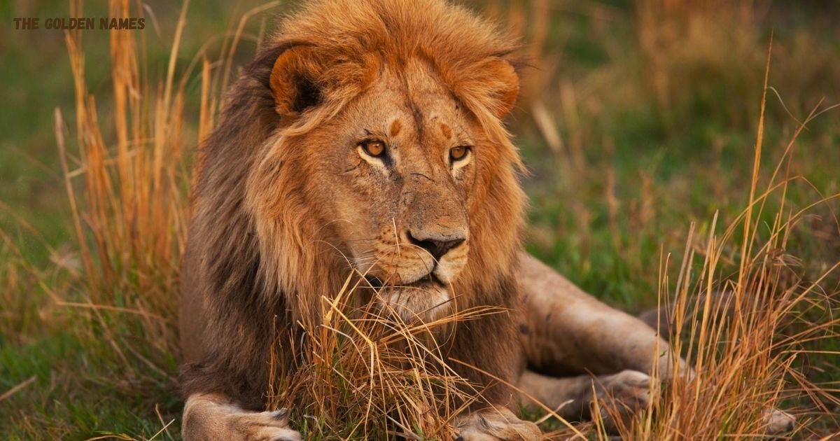 400+ Lion Names: Powerful & Unique Names & Meanings